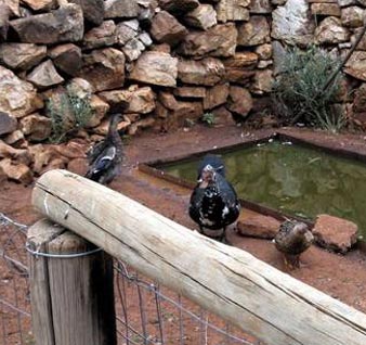 Oppie Plaas Parys Activities